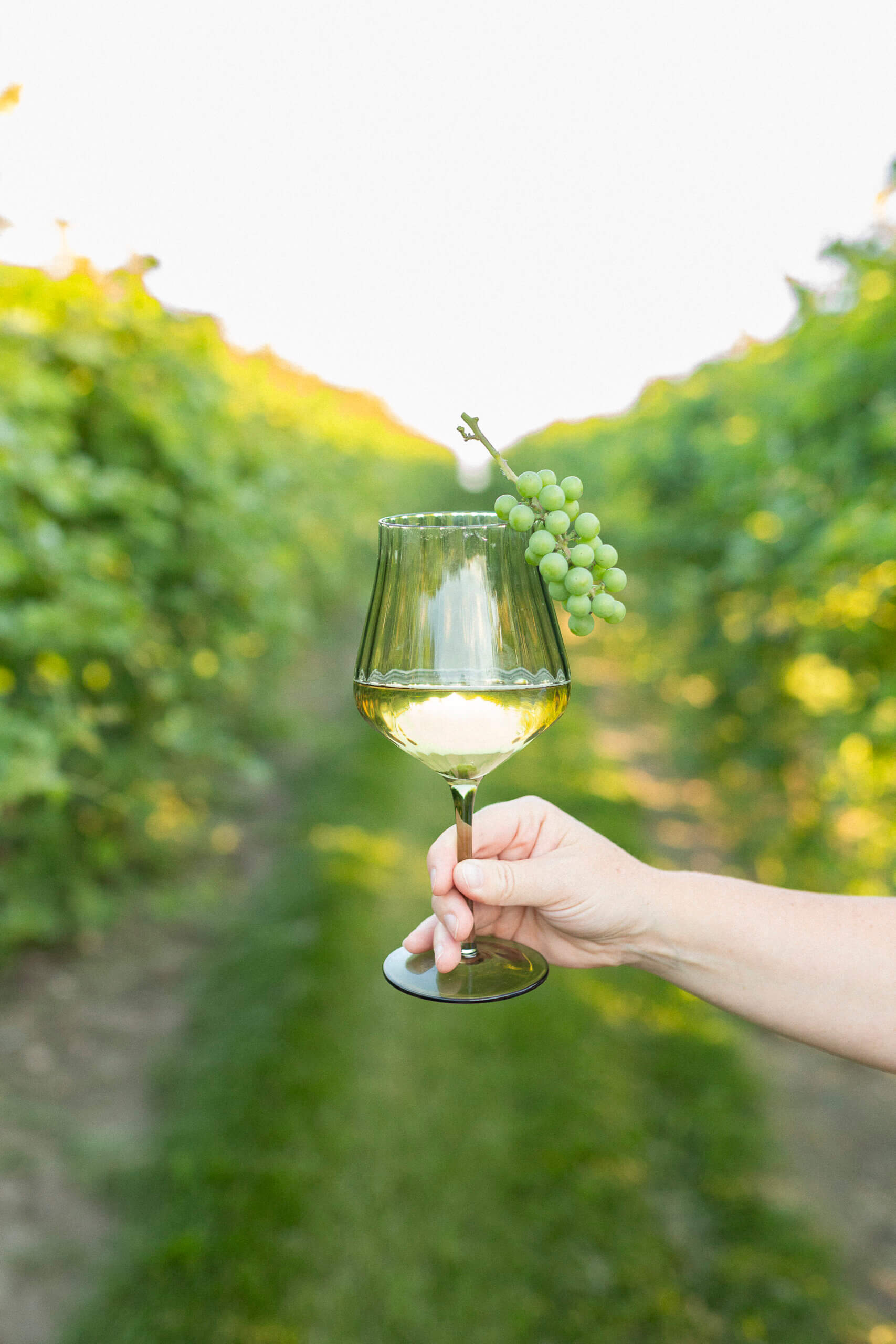 Buttery or Bright? White Wine's Style Spectrum Explained